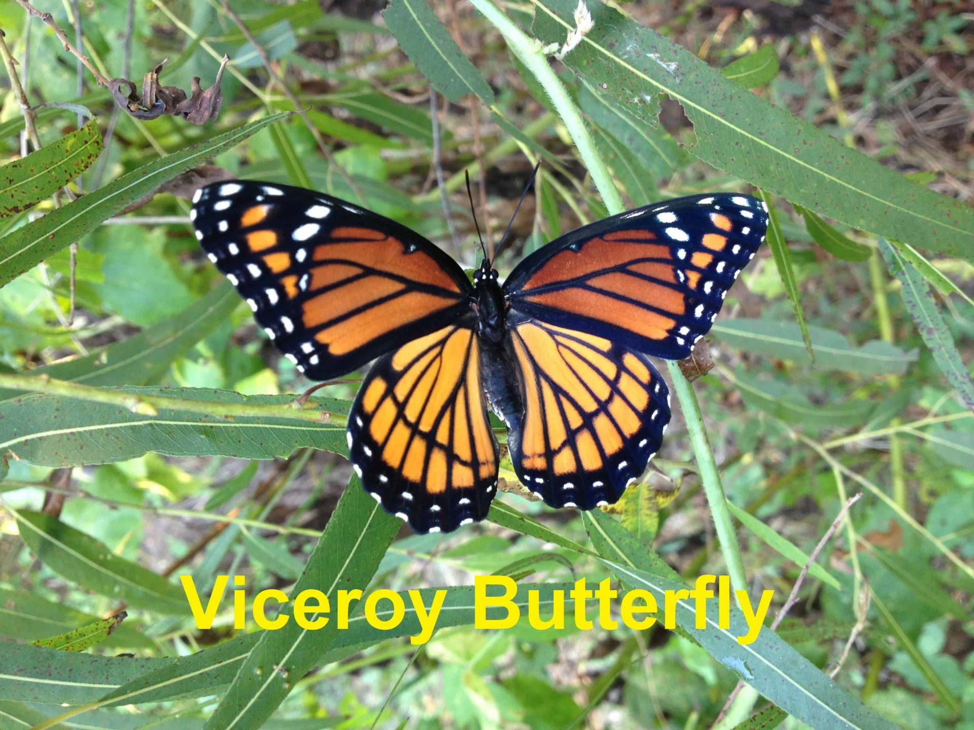 Viceroy Butterflies – the other Monarch | Our Mississippi Home