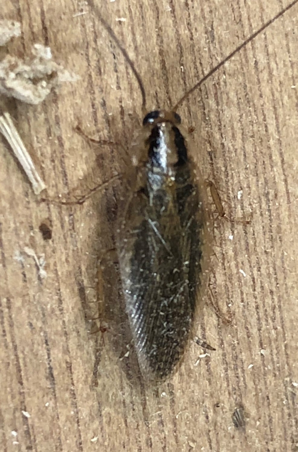 Know Your Roaches, Before You Scream | Our Mississippi Home