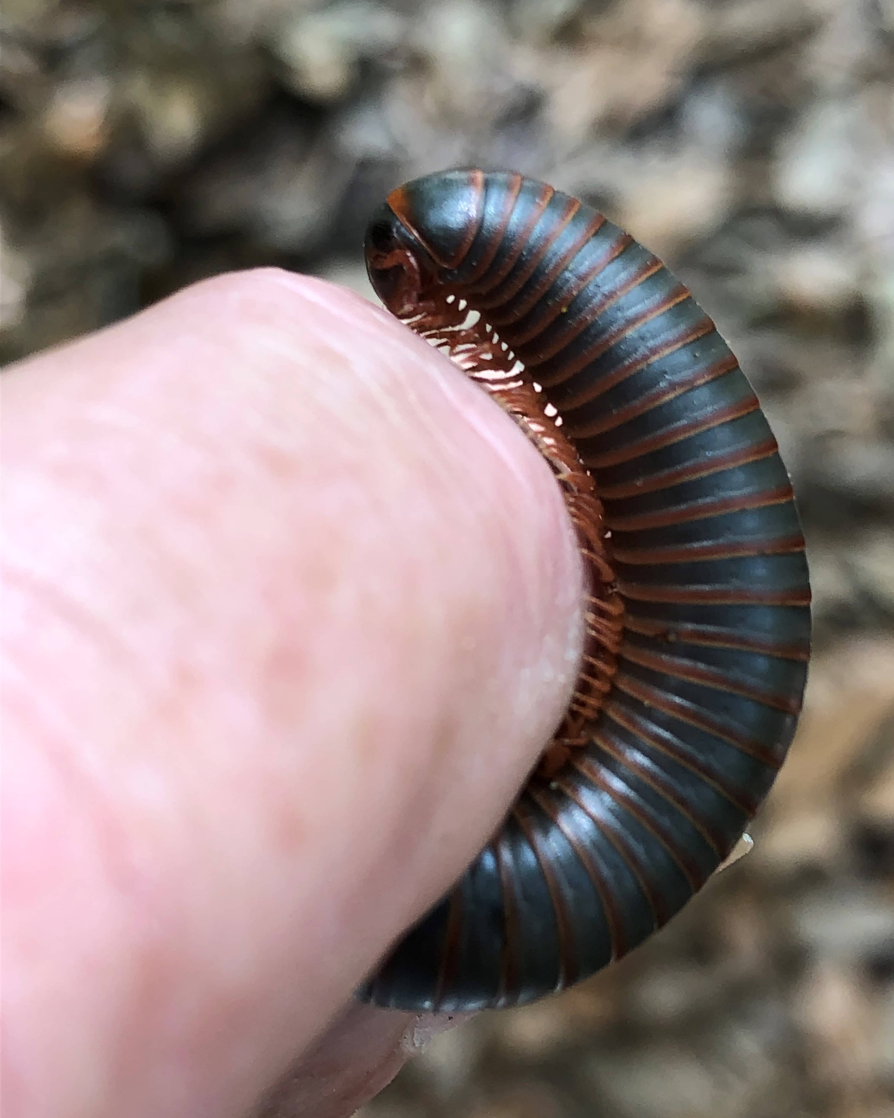 Thousand Legged Worms Make Walking Look Easy Our Mississippi Home