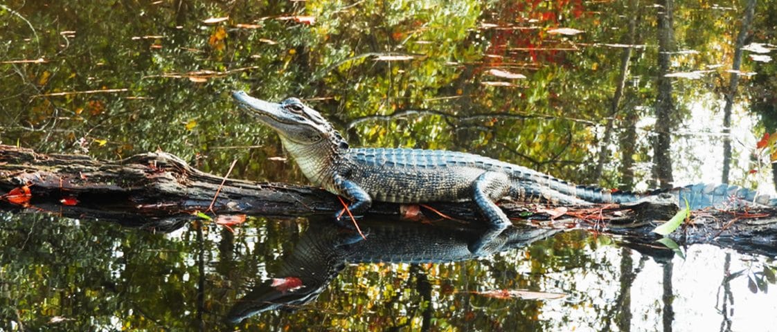 Where to find Mississippi Alligators | Our Mississippi Home