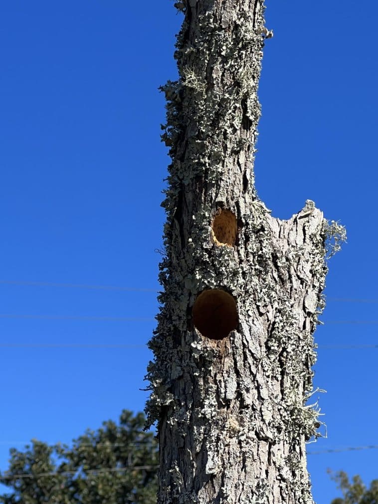 Tree Snags Are Full of Life | Our Mississippi Home
