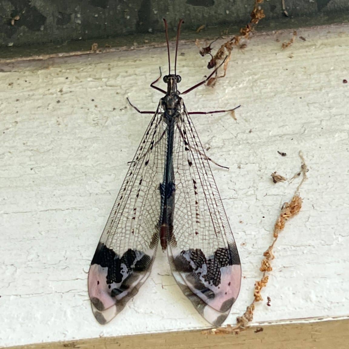 Ant Lions and Their Pits | Our Mississippi Home