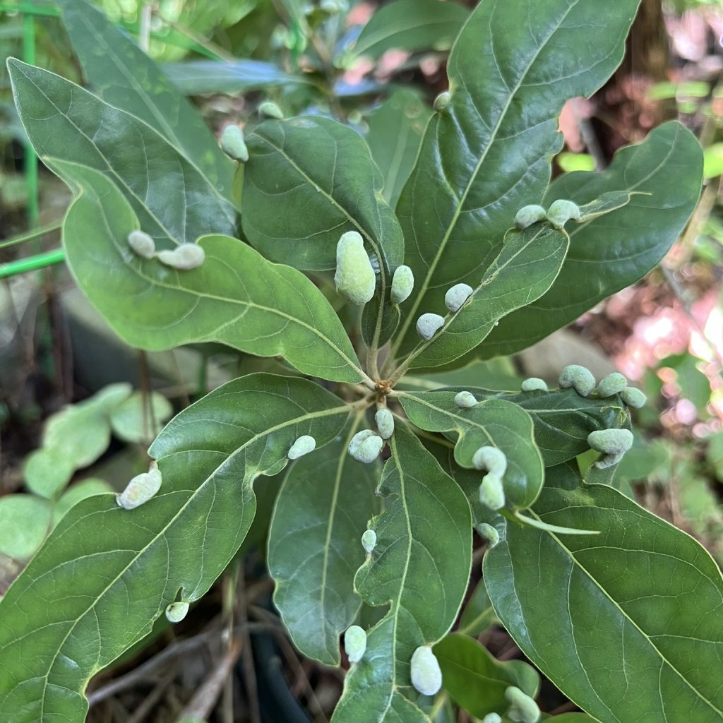 Galls on My Red Bay | Our Mississippi Home