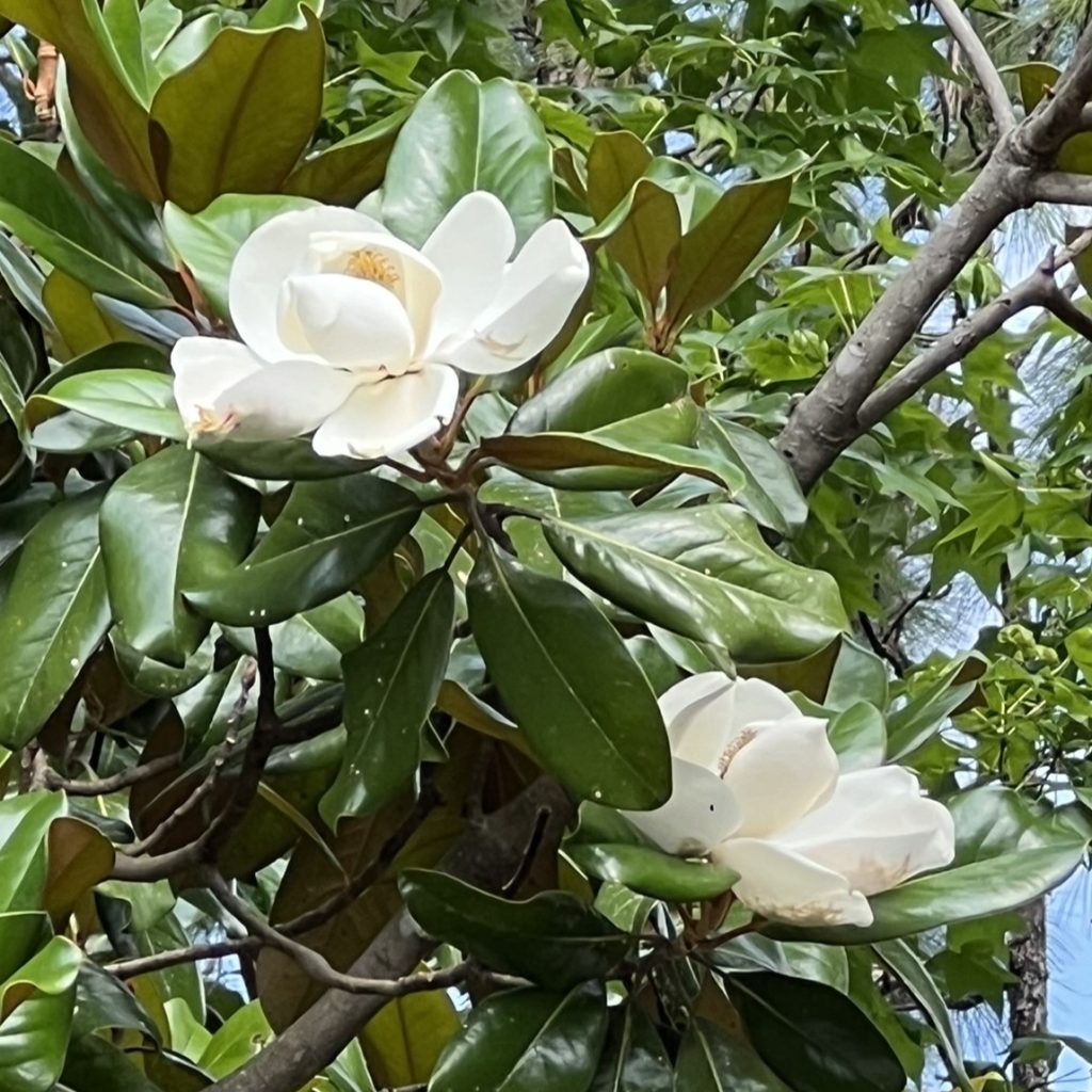 Southern Magnolia – More Than Just a Pretty Flower | Our Mississippi Home