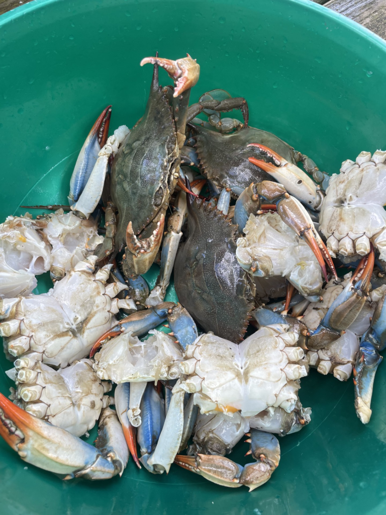 Crabbing Along the Mississippi Gulf Coast: Where and When to Go for ...
