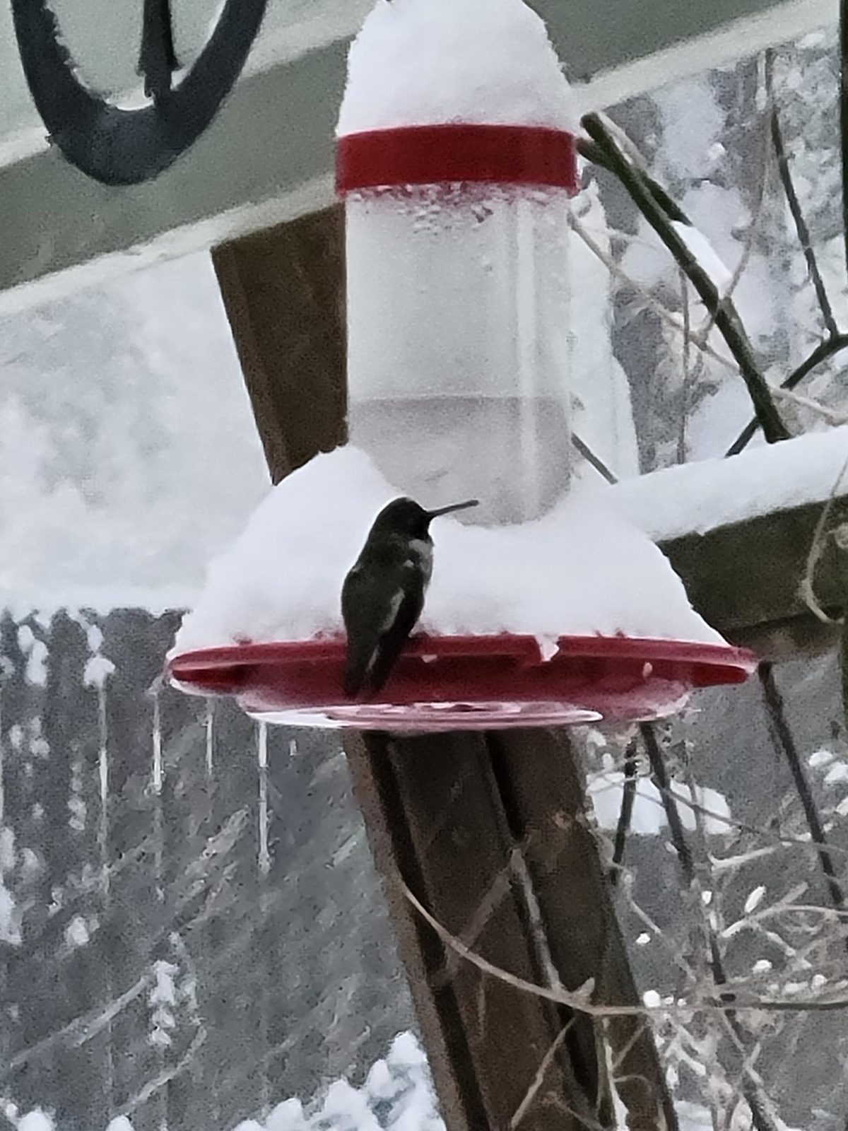 Become a Winter “Hummer Host” | Our Mississippi Home
