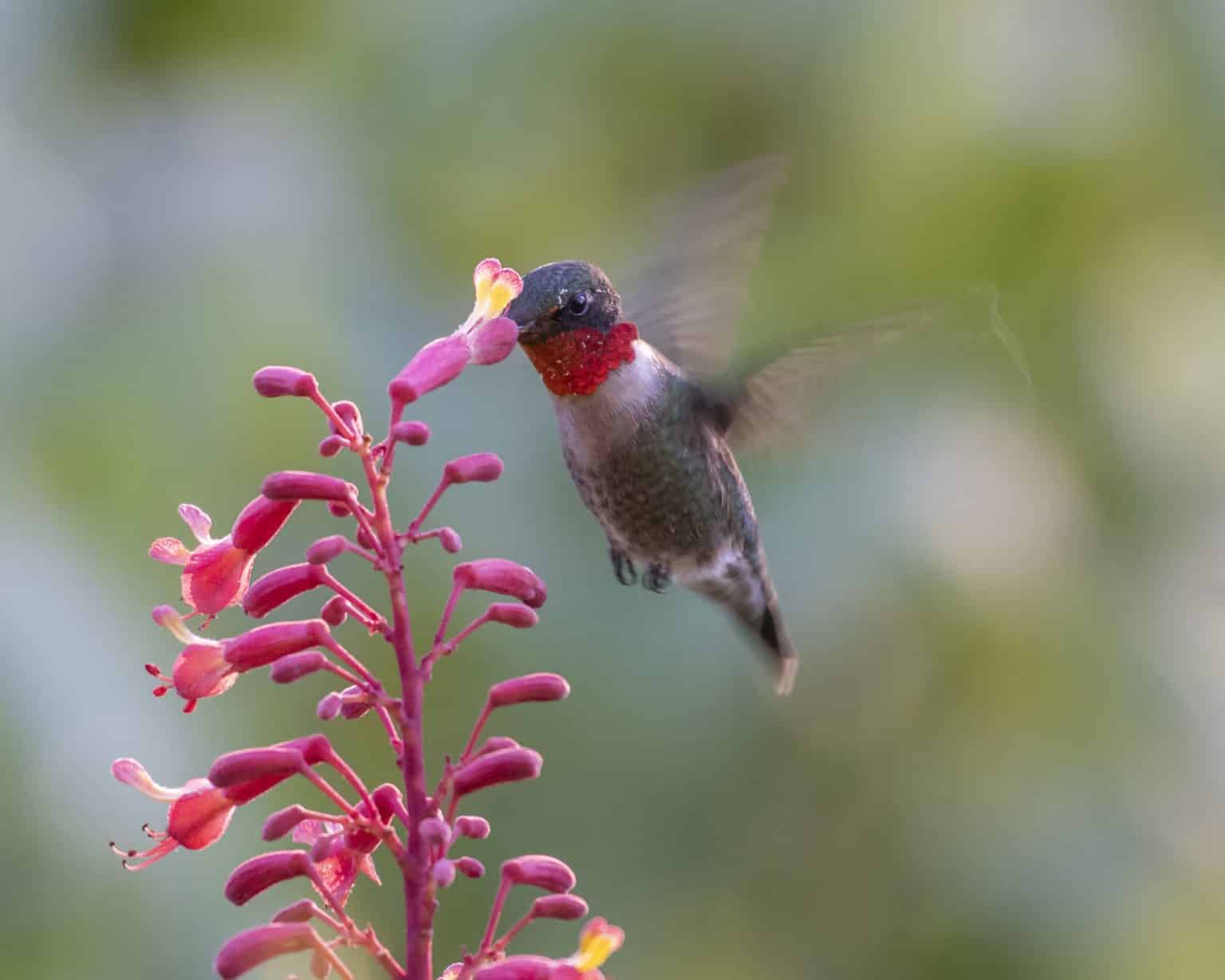 Landscaping for Hummingbirds | Our Mississippi Home