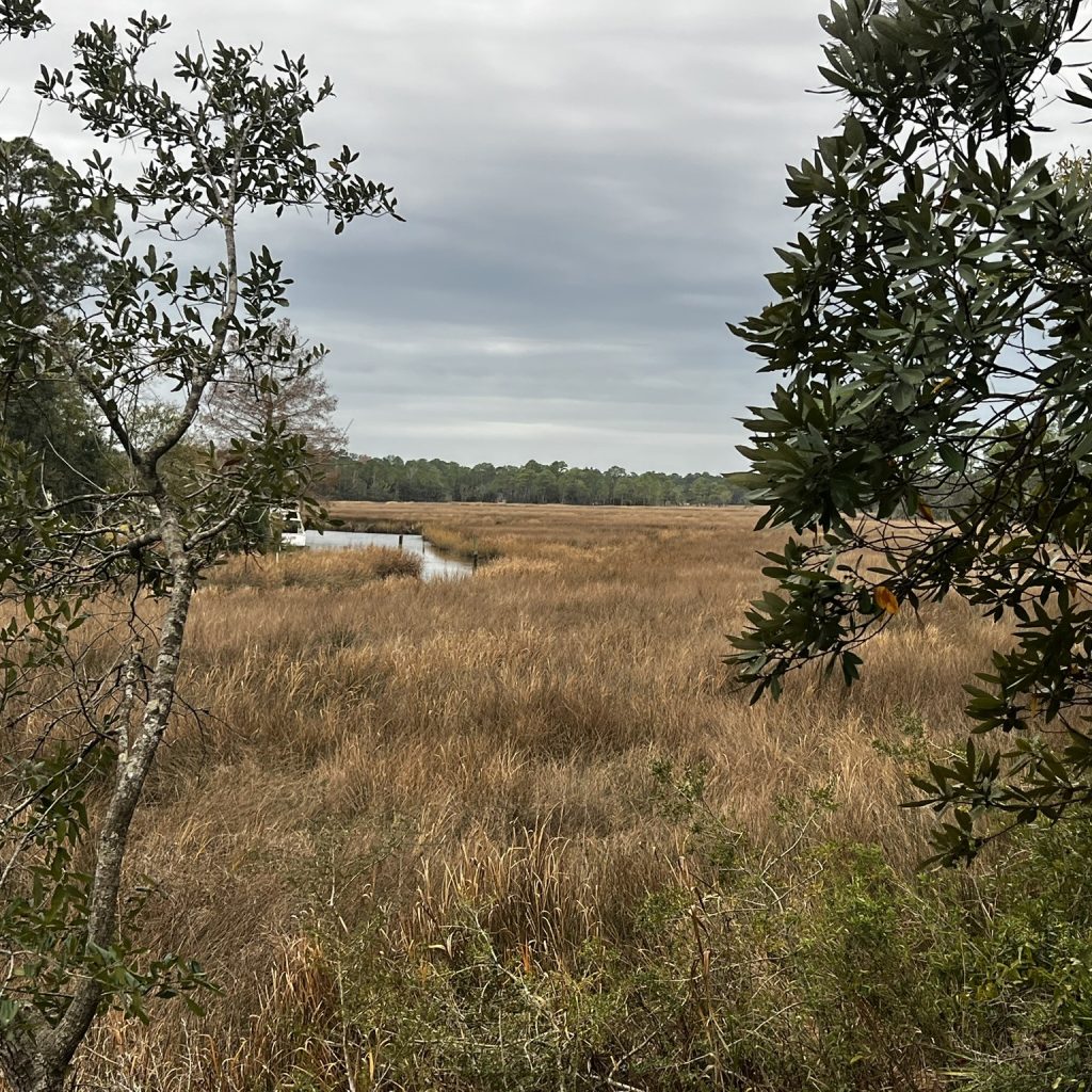 The Gift of Wetlands – Tidal Marshes | Our Mississippi Home